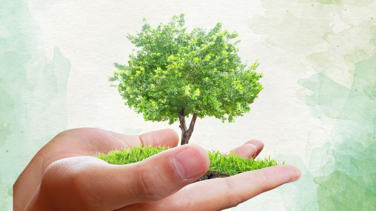 Why Tree Plantation Drives Are a Focus of Our Trust – Rekha Memorial Trust